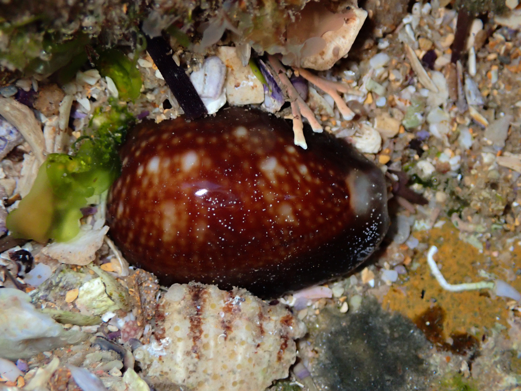 Snakehead Cowrie from Toowoon Bay NSW, Australia on December 4, 2022 at ...