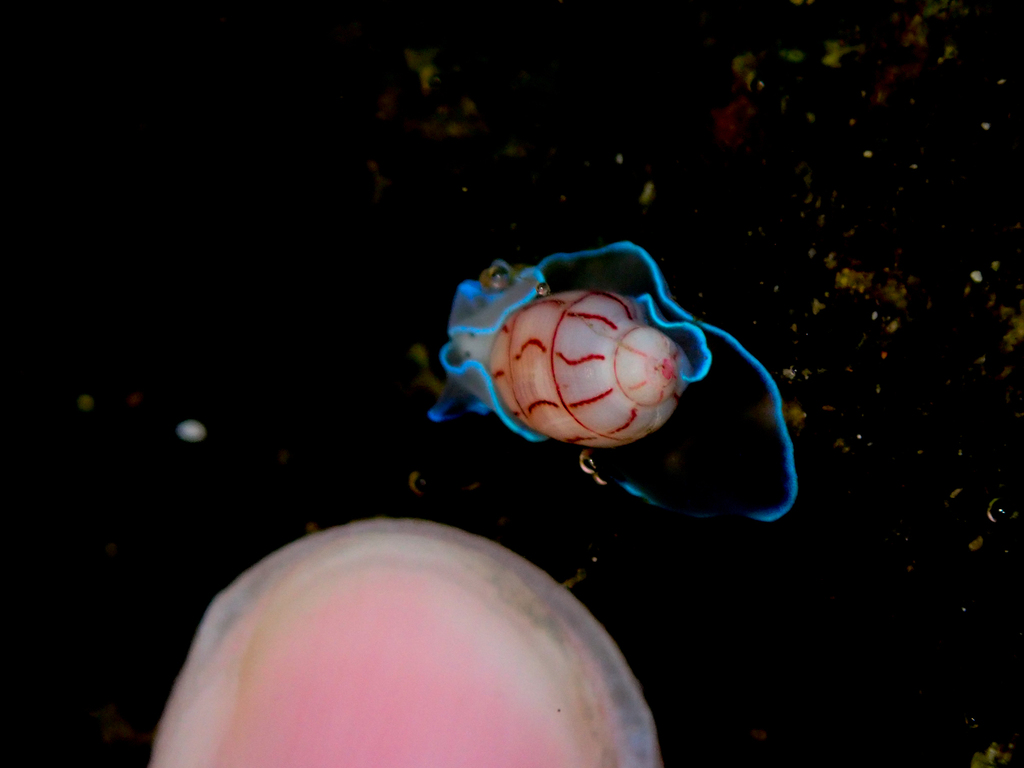 Red Lined Bubble Snail From Toowoon Bay Nsw Australia On December 4