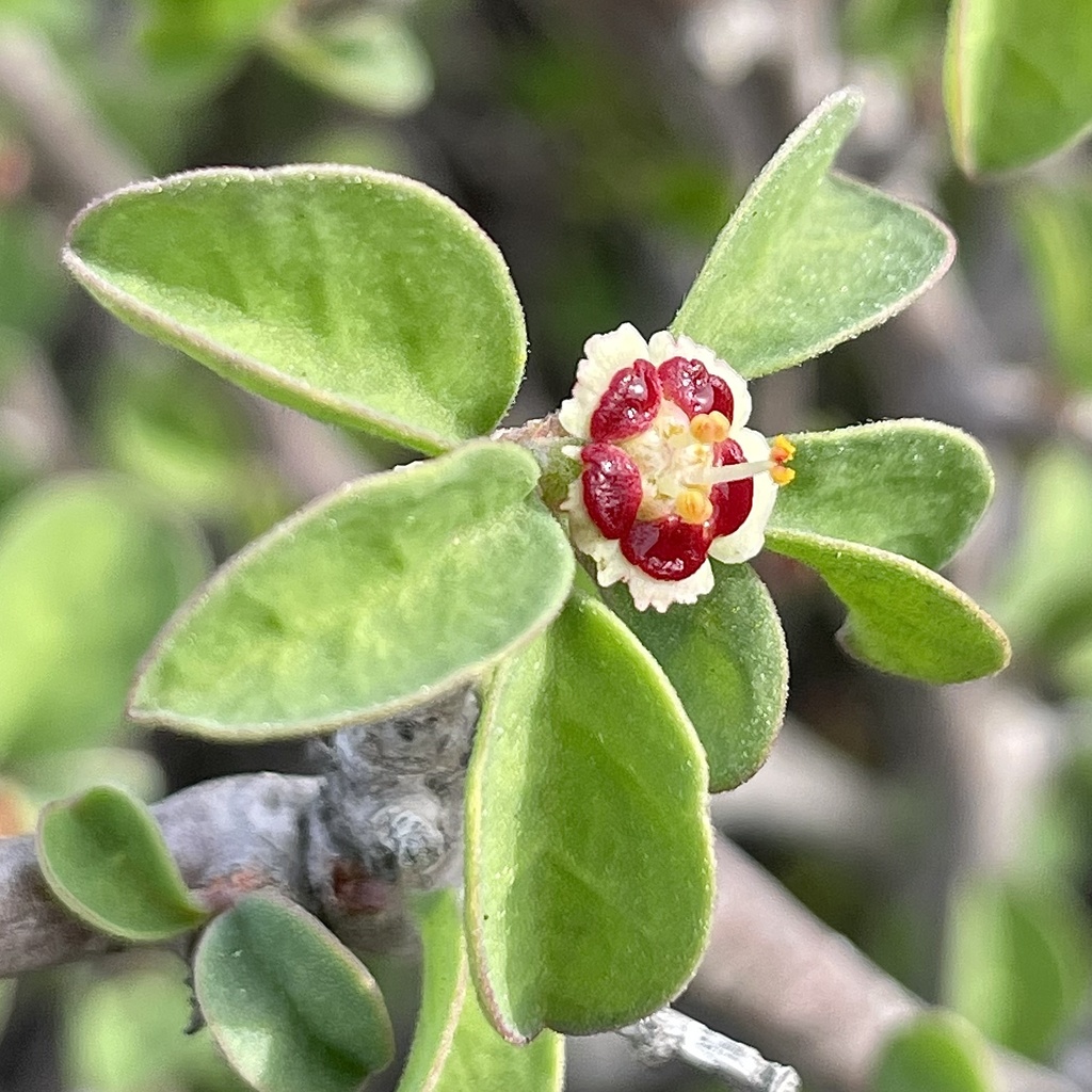 cliff spurge in December 2022 by Bonnie Nickel. Male flowers · iNaturalist
