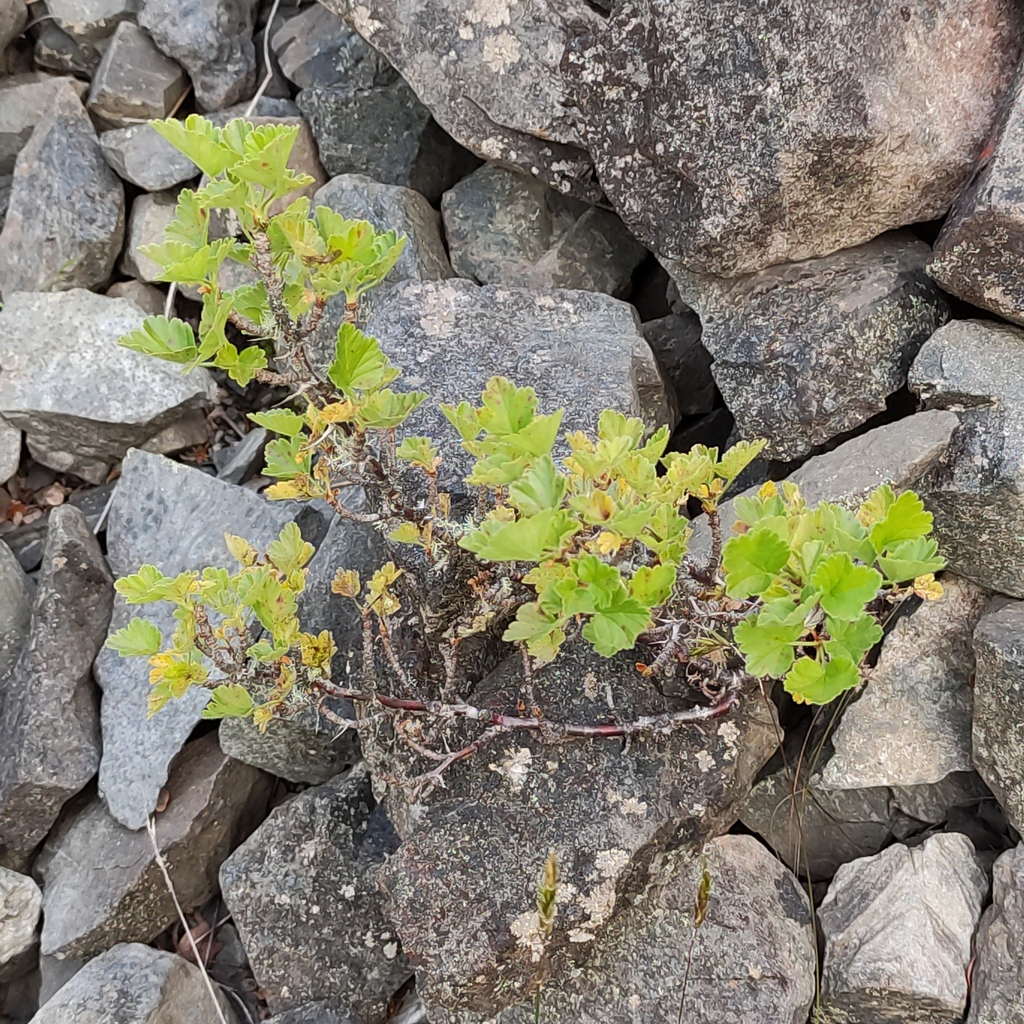 European gooseberry from Lake Ida Conservation Area, NZ-CA-SY, NZ-CA ...
