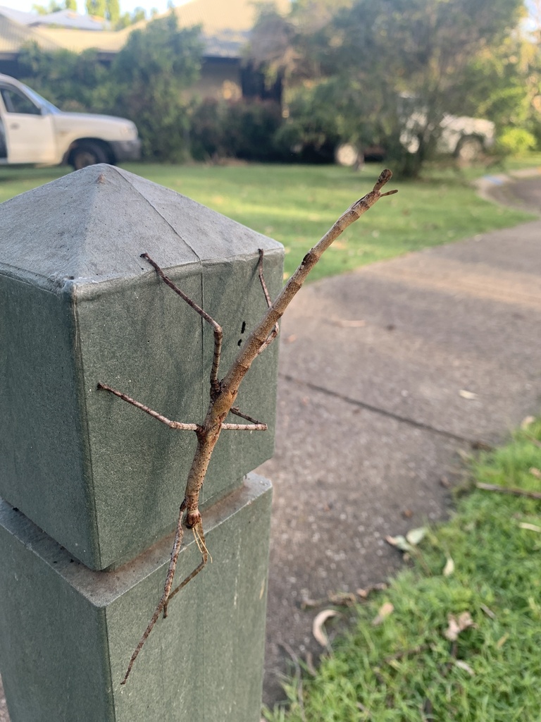 Strong Stick Insect from Ellesons Pl, Douglas, QLD, AU on December 4 ...