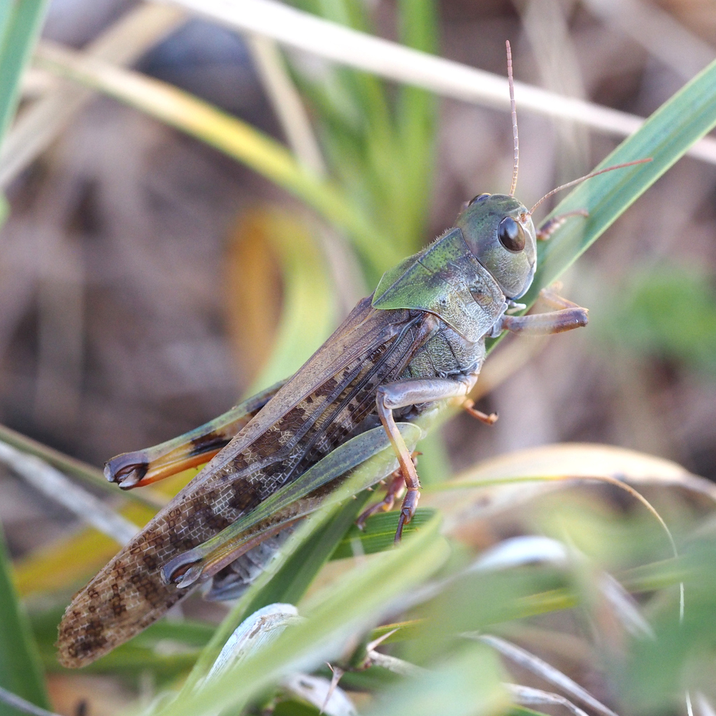 Migratory Locust from Kanbara, Shimizu Ward, Shizuoka, 421-3203, Japan ...