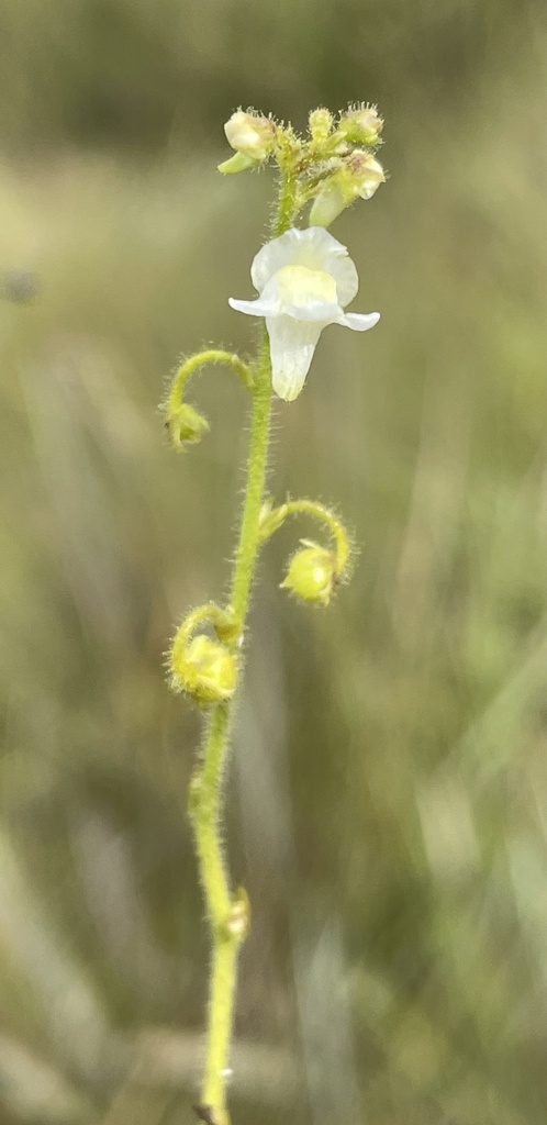 Corkscrew Plants (Genlisea) - Botanical Realm