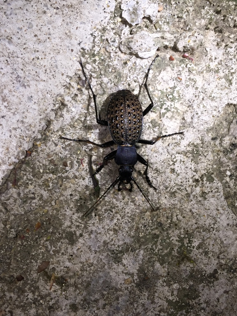 Carabus sunwukong from 中国河南省南阳市内乡县 on April 19, 2016 at 07:37 PM by ...