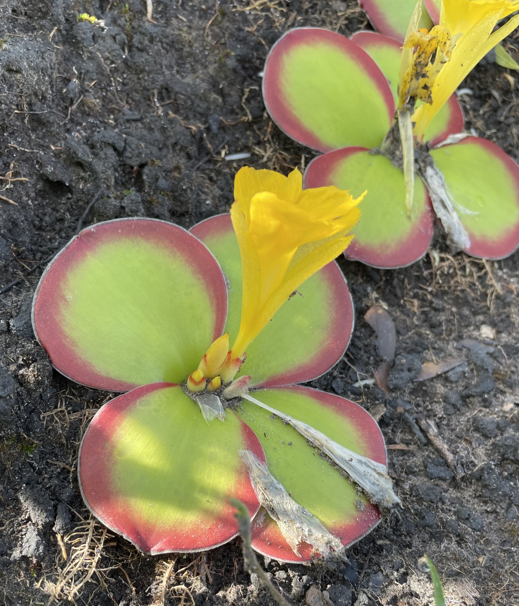 Costus spectabilis (Fenzl) K.Schum.
