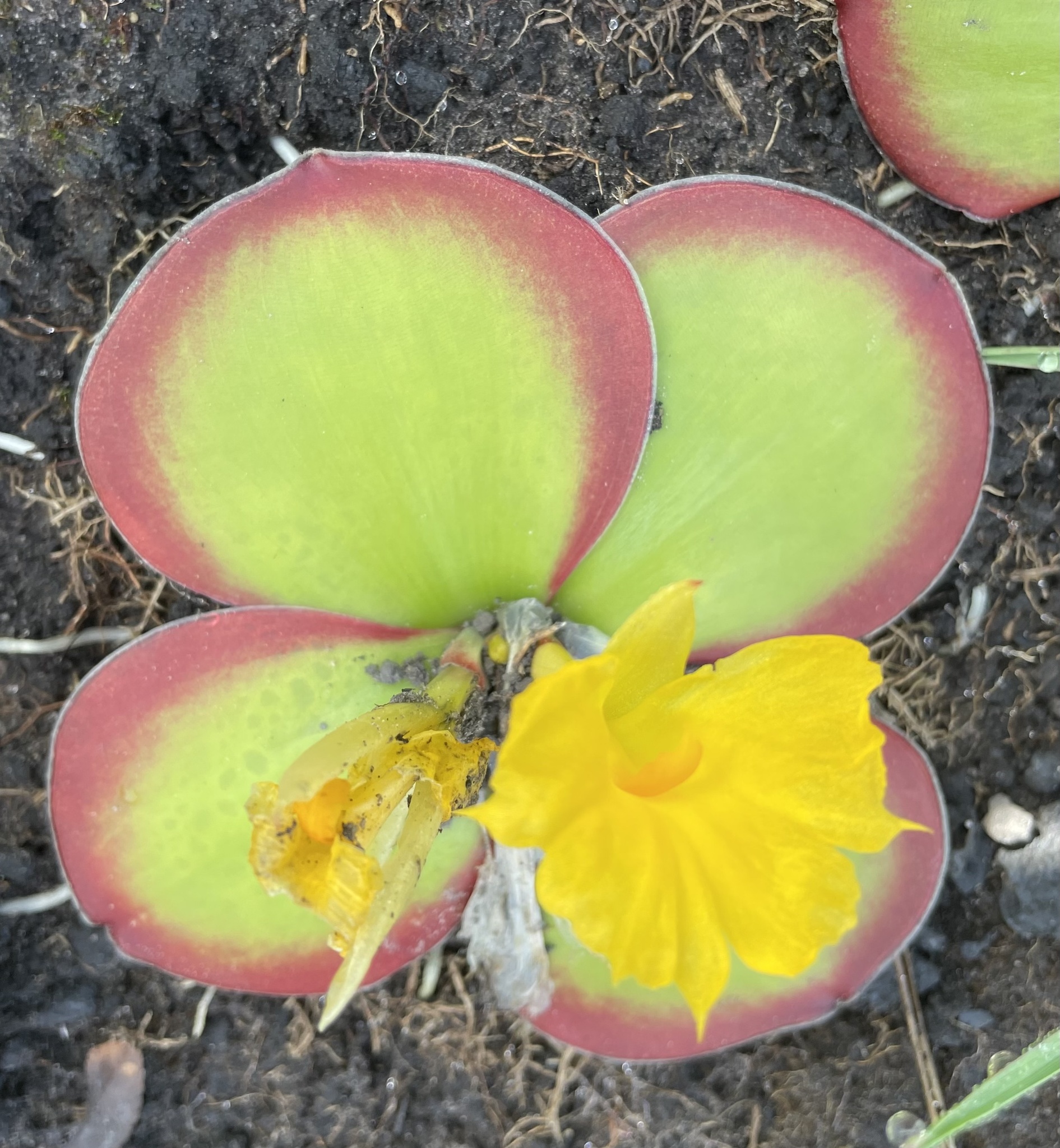Costus spectabilis (Fenzl) K.Schum.