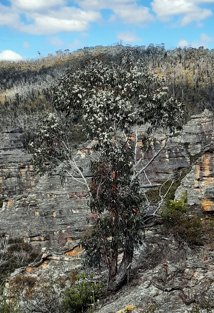 Silvertop Ash from Newnes State Forest NSW 2790, Australia on December ...