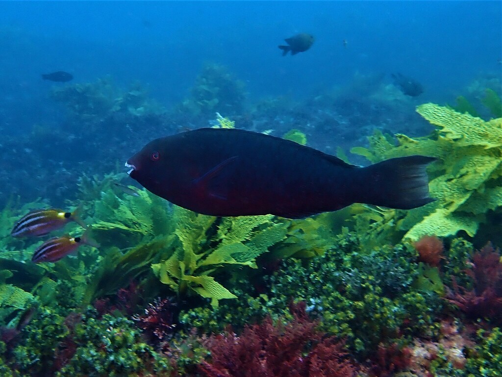 Raggedfin Parrotfish from West End, Rottnest Island, WA, Australia on ...