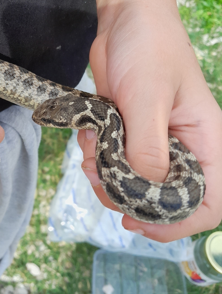 Four-lined Snake from 20340, Peračko Blato, Croatia on September 30 ...