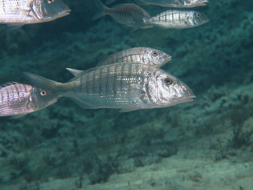 Striped Seabream from Baleares, ES-PM, ES on September 16, 2012 at 11: ...