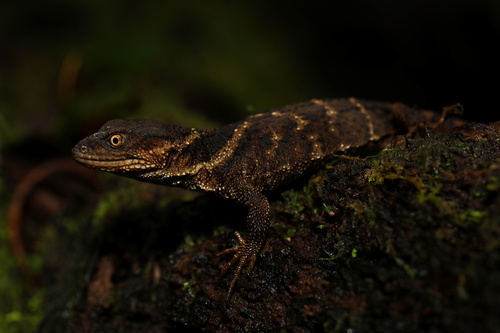 Subspecies Xenosaurus grandis sanmartinensis · iNaturalist United Kingdom