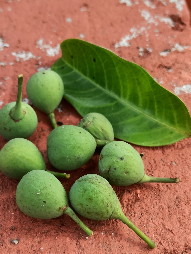 Ficus callosa from 55RW+269, Karivellur, Kerala 671310, India on ...