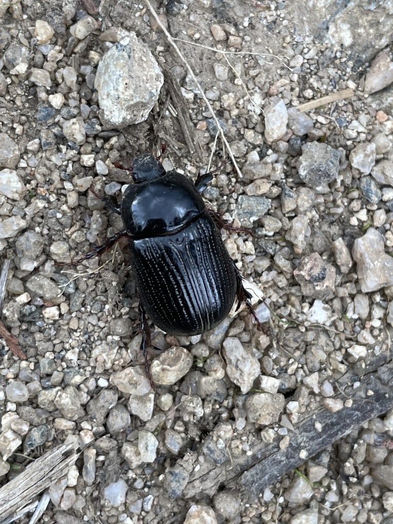 Scarabs from Bimberi Wilderness, Cotter River, ACT, AU on December 04 ...