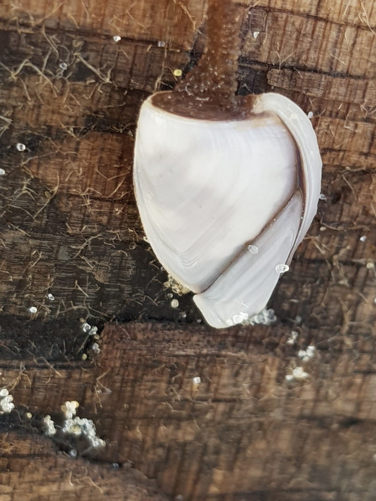 Pelagic Gooseneck Barnacle from Bom Sucesso, 3080, Portugal on December ...
