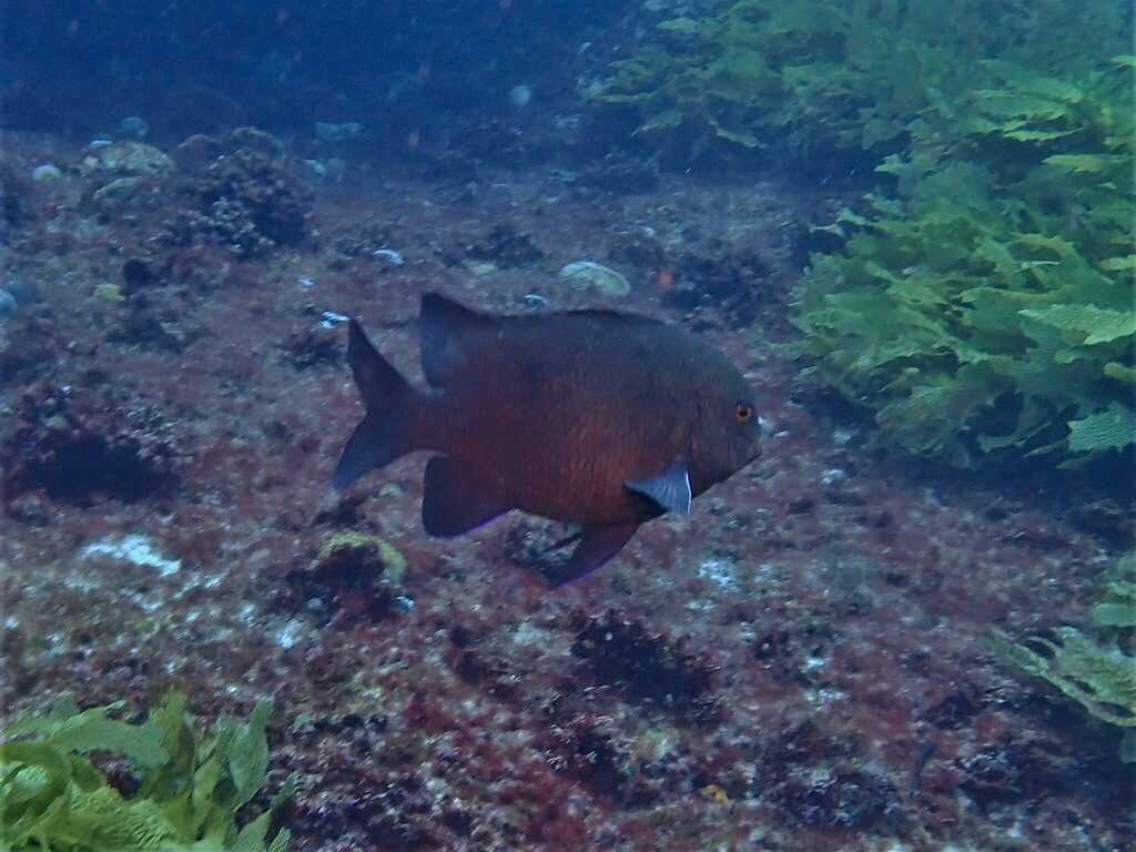 McCulloch’s Scalyfin from West End, Rottnest Island, WA, Australia on ...