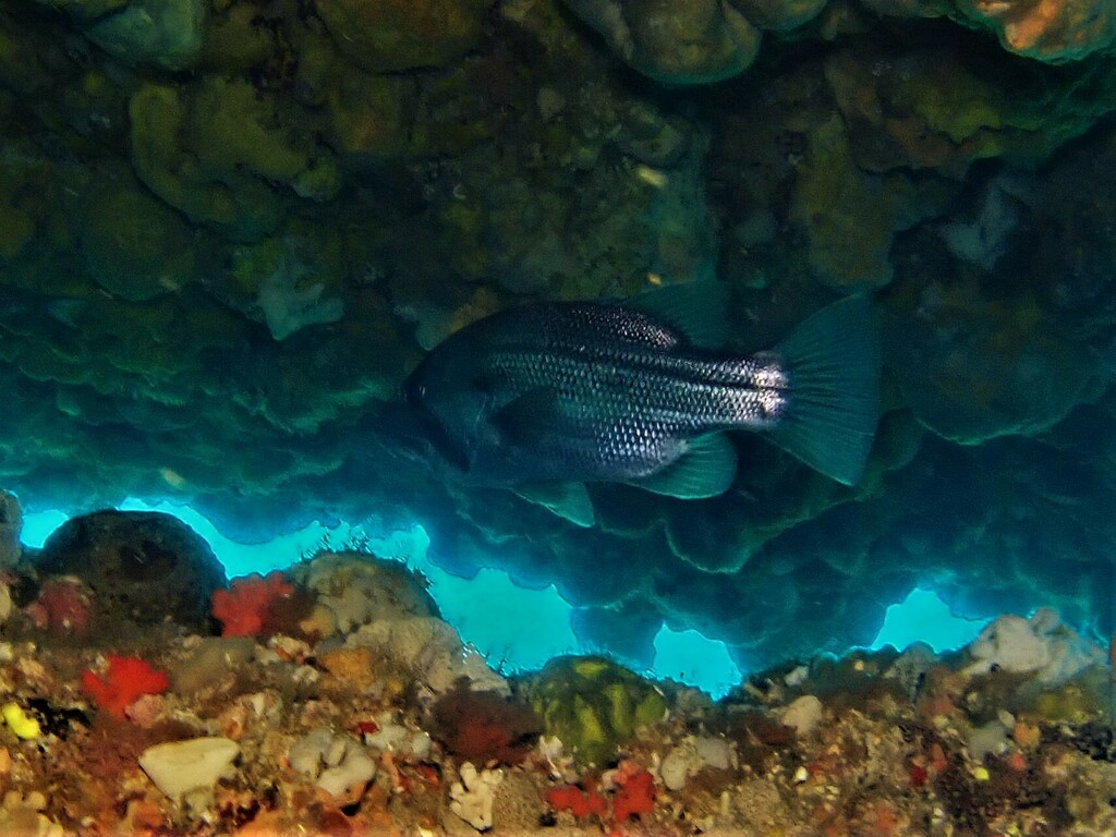 West Australian Dhufish from West End, Rottnest Island, WA, Australia ...