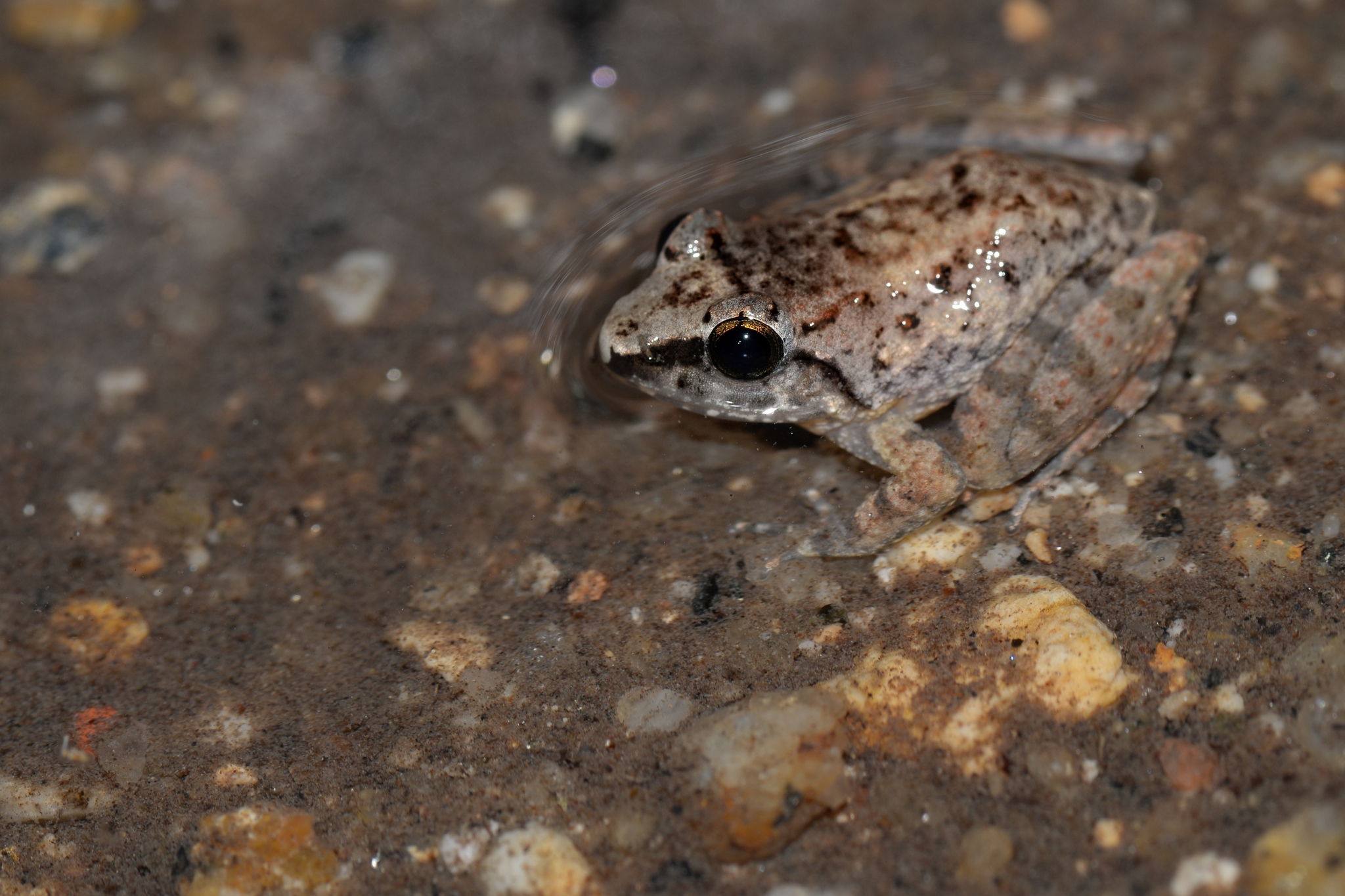 Limnonectes hascheanus (Stoliczka, 1870)