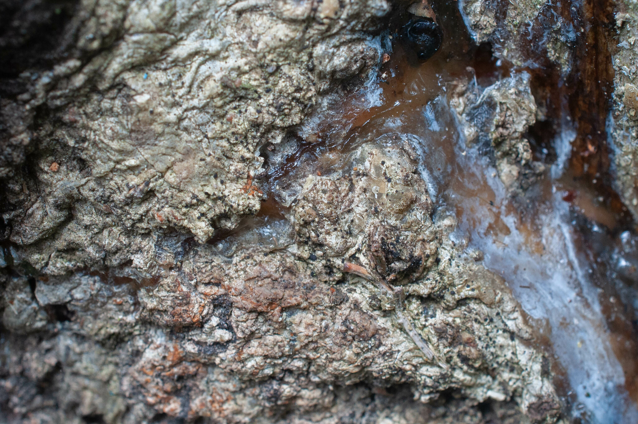 Sarea difformis (Fr.) Fr.