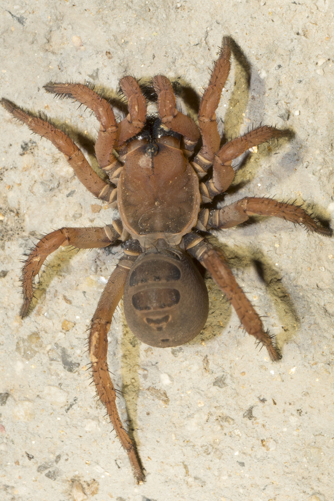 Primitive Spiders from 中国河南省郑州市登封市 on May 26, 2014 at 12:21 AM by ...