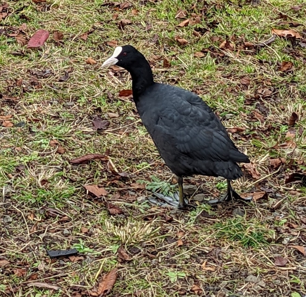 Eurasian Coot from 2 Uenokoen, Taito City, Tokyo 110-0007, Japan on ...