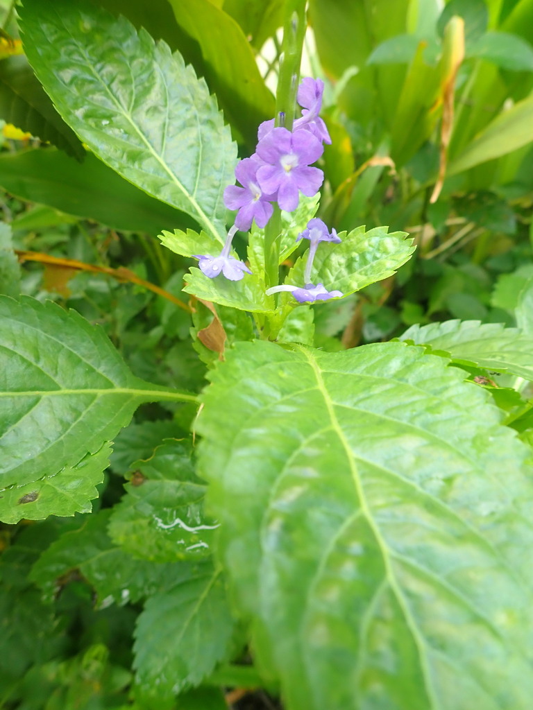 Blue Porterweed from St Augustine, Trinidad and Tobago on December 04 ...
