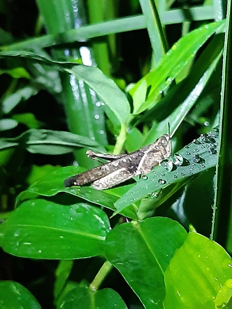 Abracris flavolineata from The Victory Villa, 16 Miss Mills Trace ...