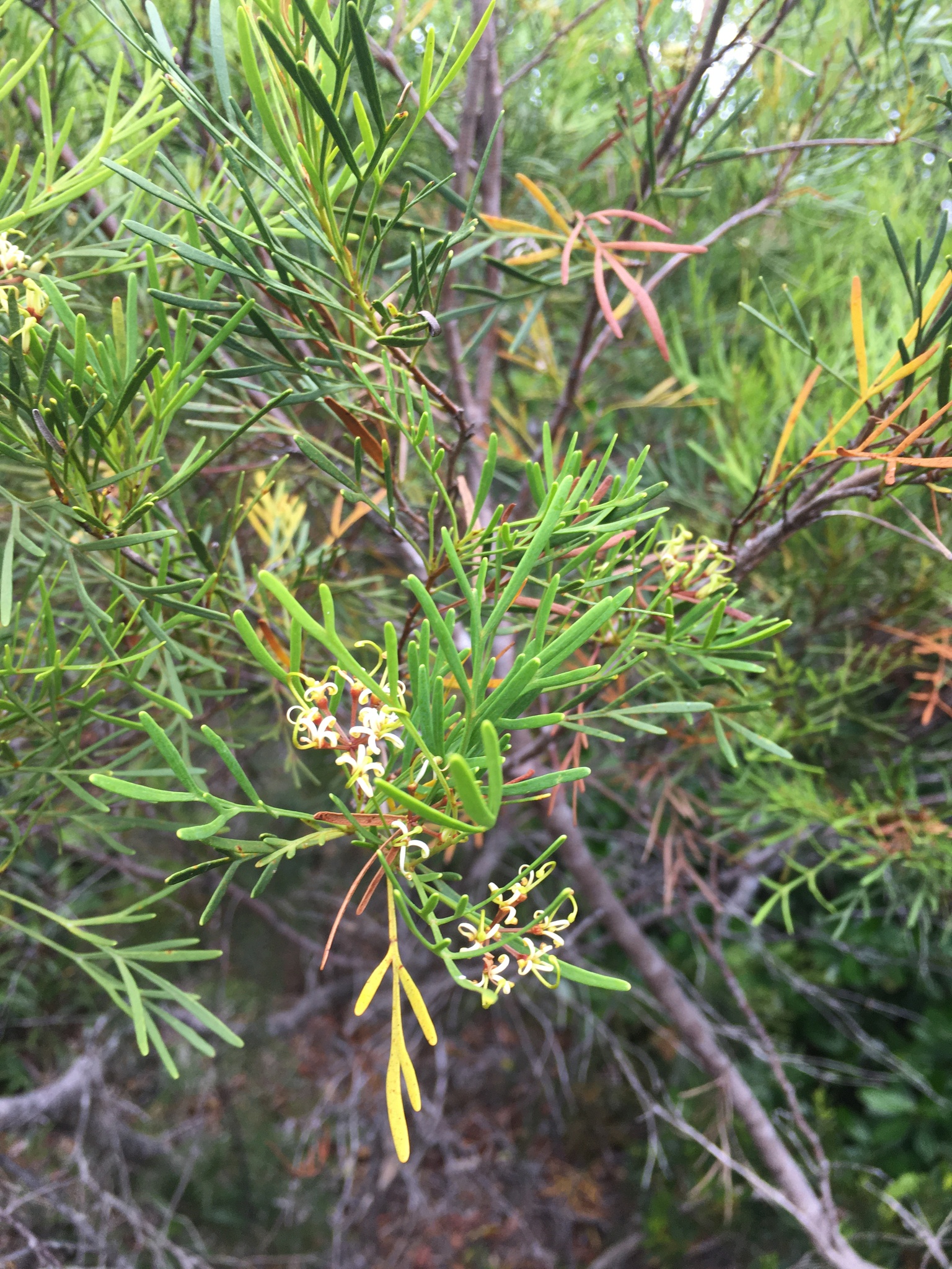 Stenocarpus milnei Hook.