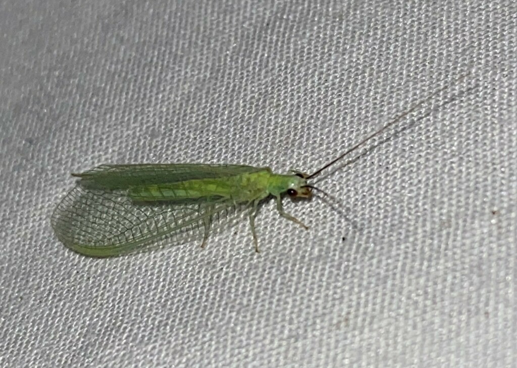 Stink Lacewings from Along Ijams Branch, off of Co. Rd. 275, Lauderdale ...