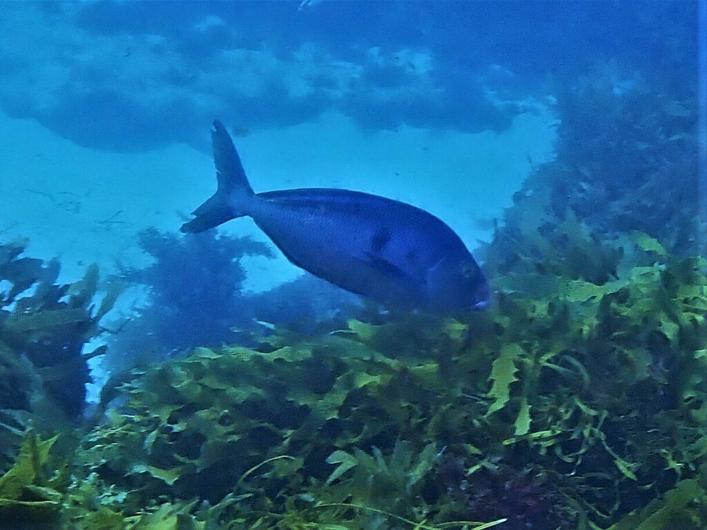 Blue Morwong from Marjories Holes, Rottnest Island, WA, Australia on ...