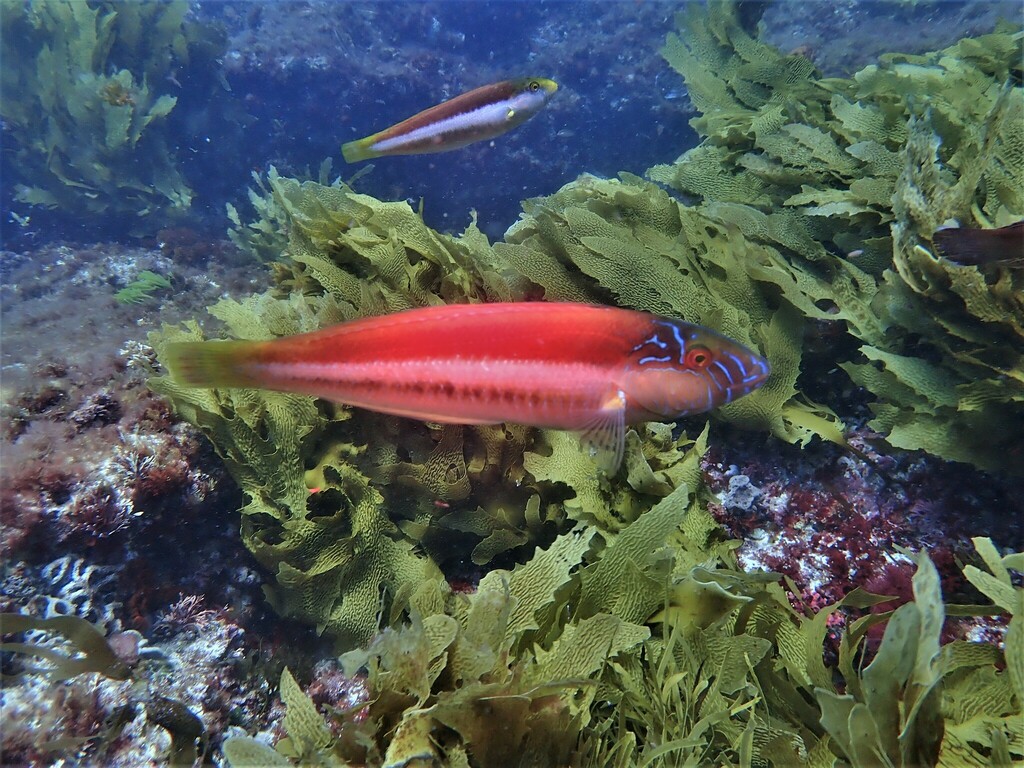 Southern Maori Wrasse from Marjories Holes, Rottnest Island, WA ...