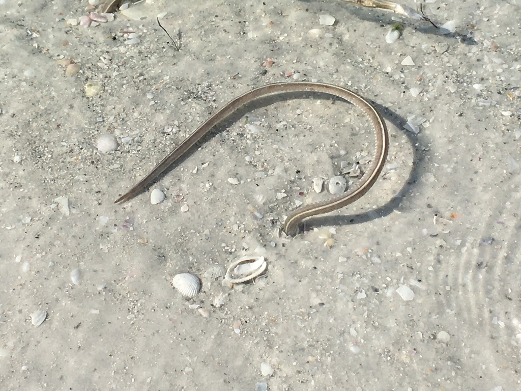 Vertebrates from Siesta Key, FL, US on December 04, 2022 at 09:36 AM by ...