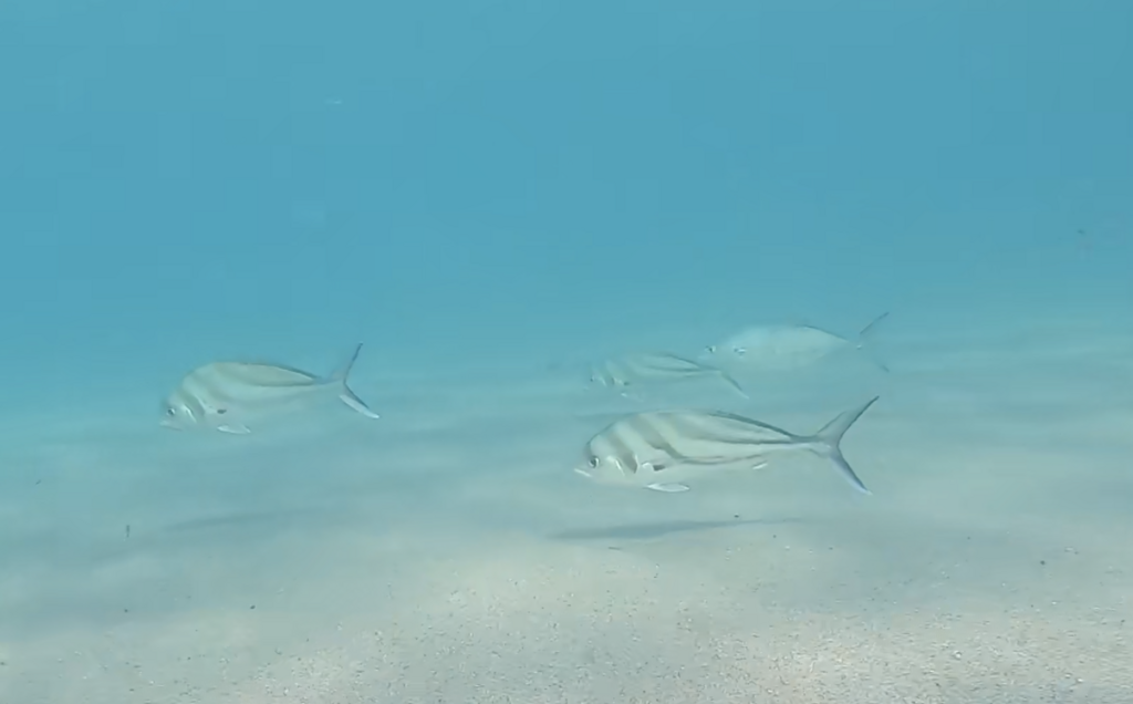 Roosterfish (Nematistius pectoralis) - Marine Life Identification