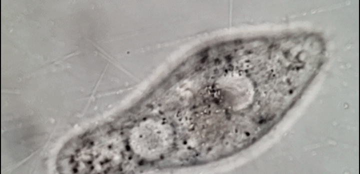 Paramecium from Northwest Harbor, NY 11937, USA on March 28, 2022 at 10 ...