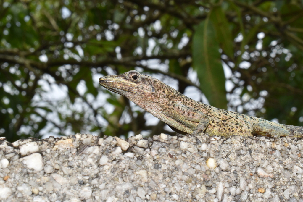 Bronze Anole from Tunapuna/Piarco Regional Corporation, Trinidad and ...