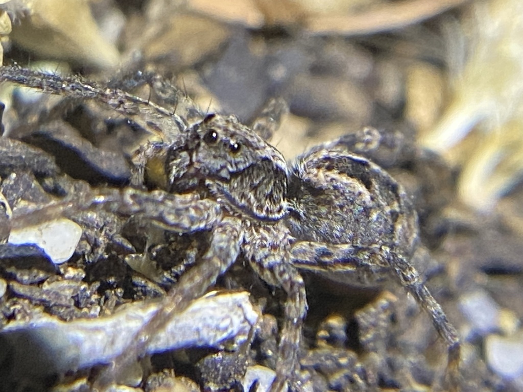 Western Variable Wolf Spider in December 2022 by Tristak87 · iNaturalist