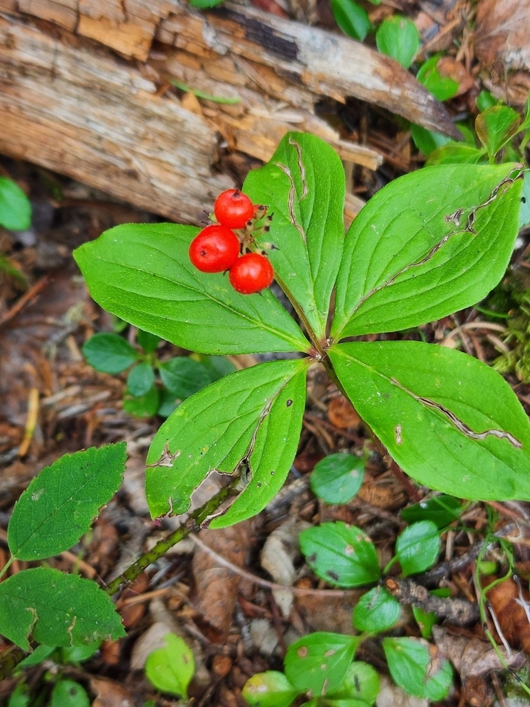 Canadian bunchberry from Sundre, AB T0M 1X0, Canada on September 03 ...