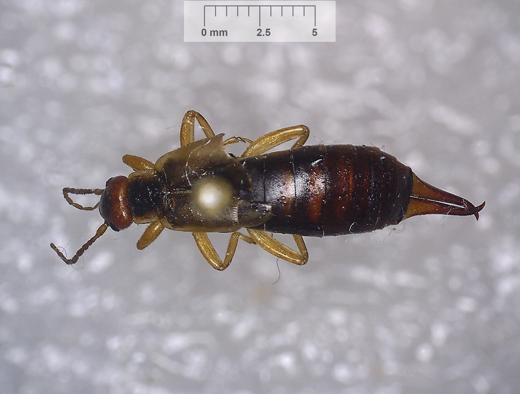 European Earwig from Rock Forest, Sherbrooke, QC, Canada on July 12 ...