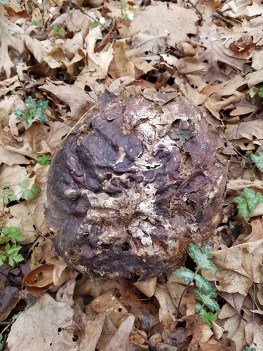 Vanrija humicola · iNaturalist