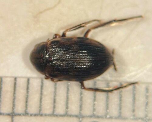 Berosus hoplites · iNaturalist