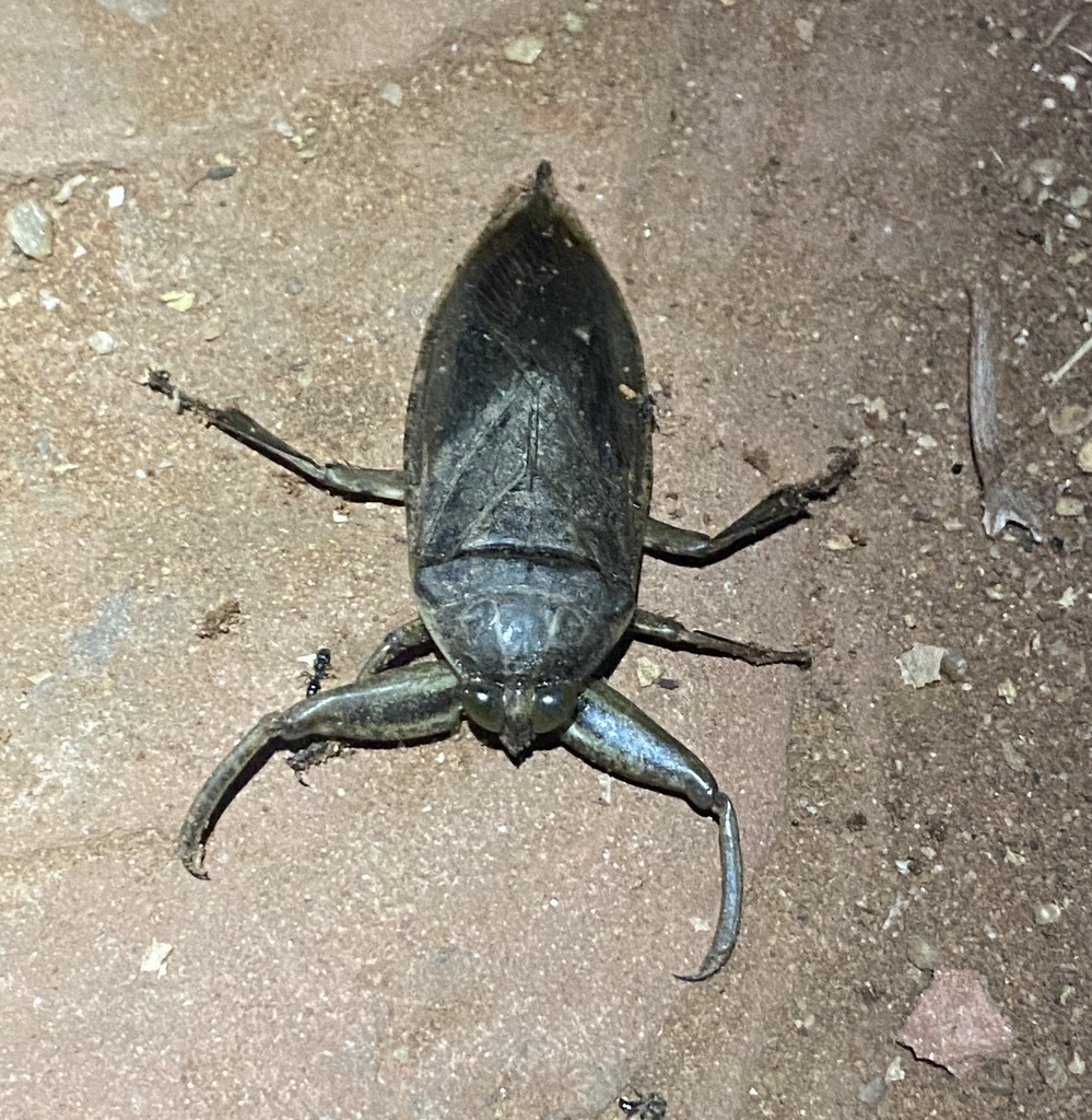 African Giant Water Bug from Tashinga, Matusadona National Park ...