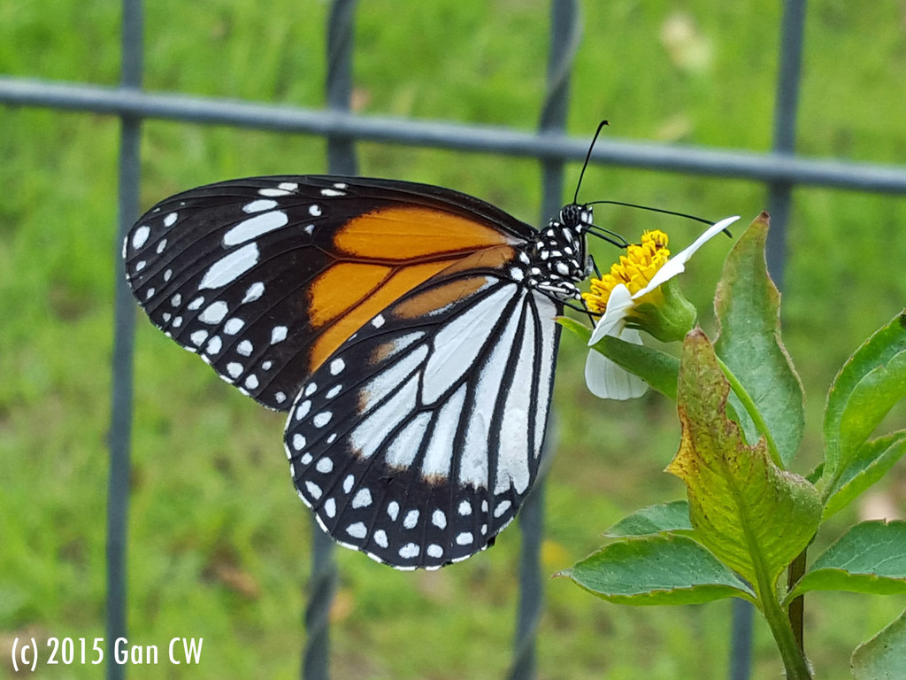 Black-veined Tiger / White Tiger (Butterflies of Varsity Park ...