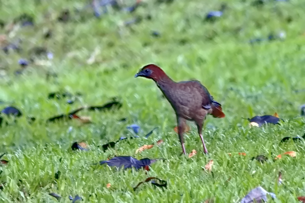 Variable Chachalaca from Kabalebo, Suriname on November 19, 2022 at 06: ...
