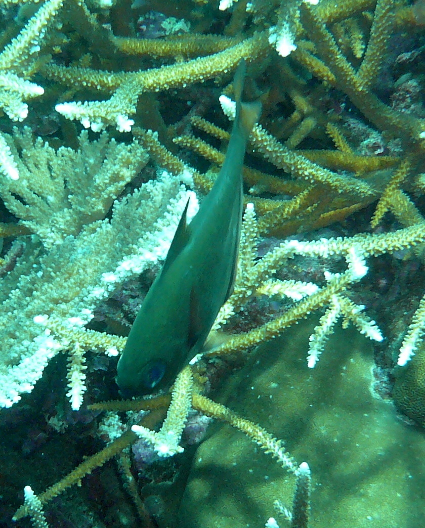 Pempheris adusta Bleeker, 1877