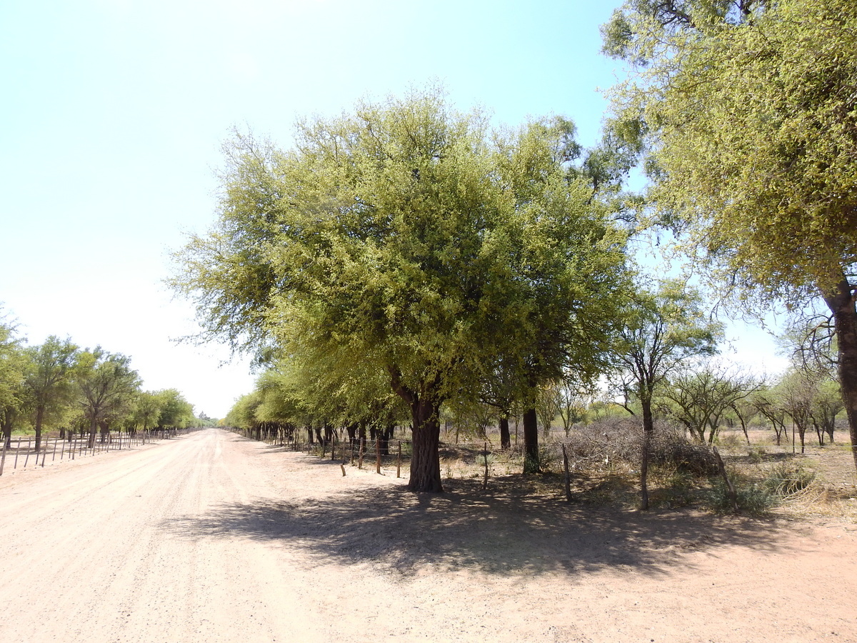 Sarcomphalus mistol (Griseb.) Hauenschild