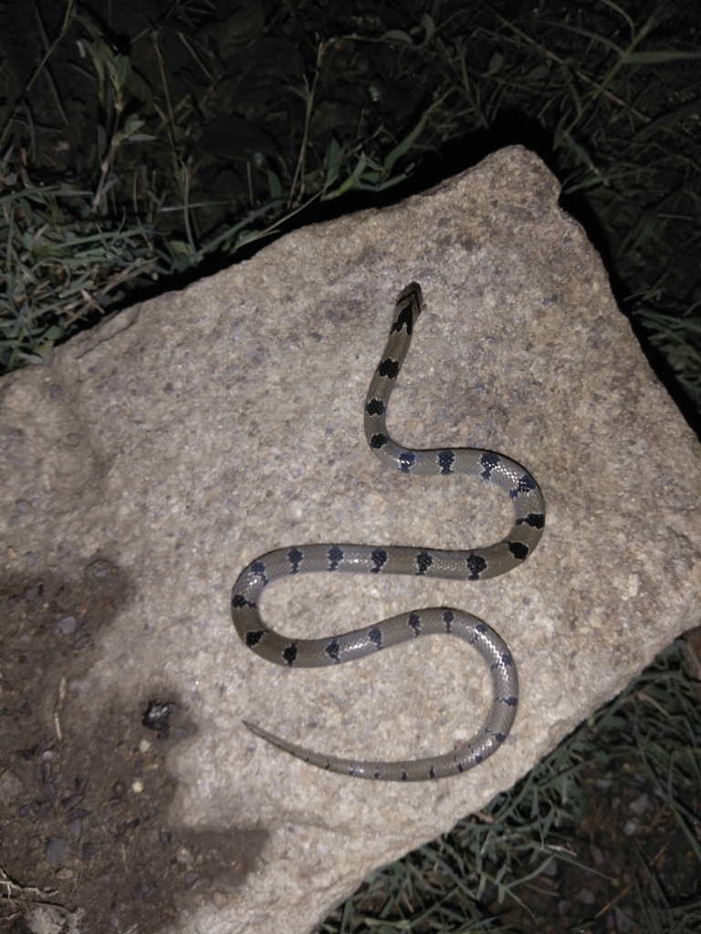 Banded kukri snake from 98, Dubey Colony, Mowa, Raipur, Chhattisgarh ...