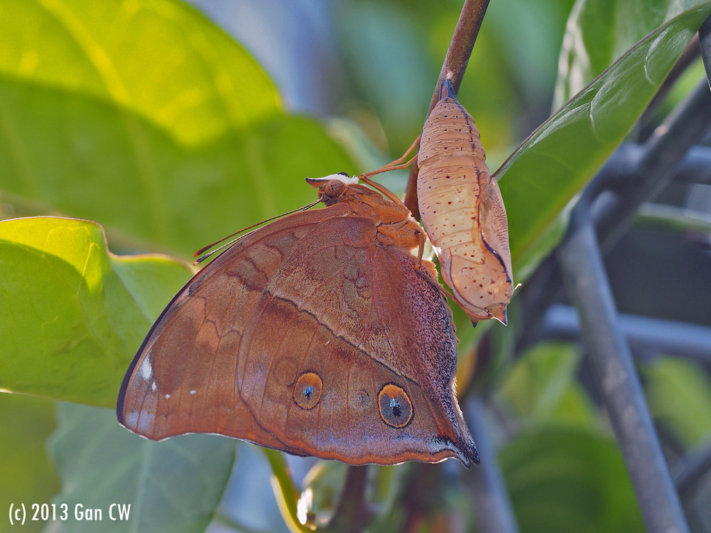Autumn Leaf (Butterflies of Varsity Park Condominium) · iNaturalist