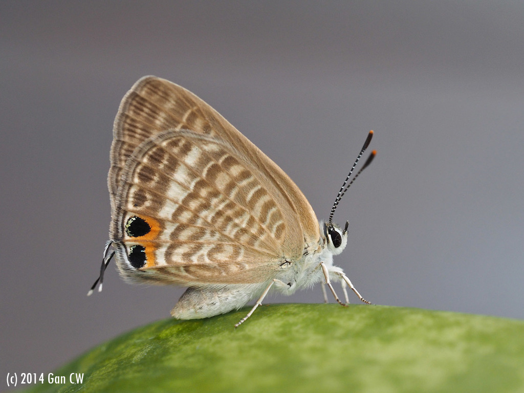 Pea Blue / Long-tailed Blue (Butterflies of Varsity Park Condominium ...