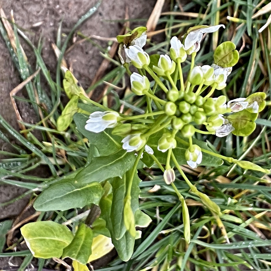 field penny-cress from Ptýrov, Česko on December 04, 2022 at 01:45 PM ...