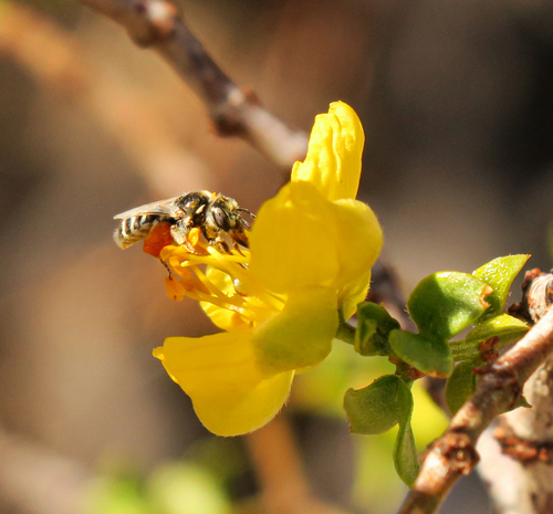 False Goblin Bees (Genus Pseudomacrotera) · iNaturalist