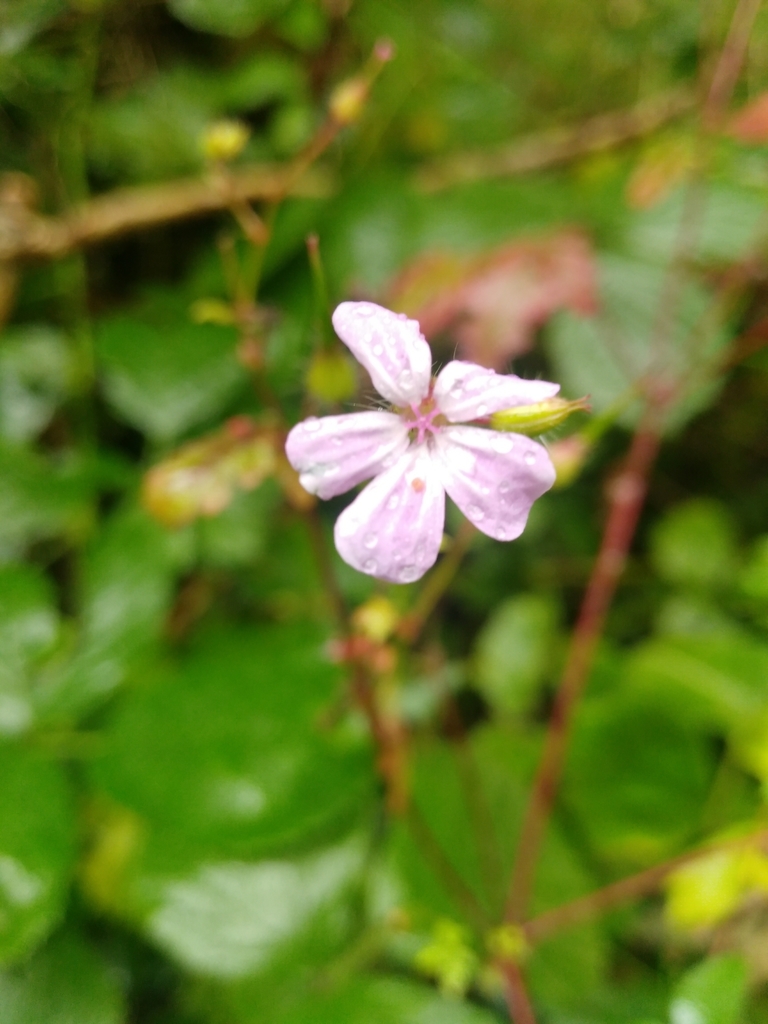 Herb Robert from Tunnel Brae, Castlerock, Coleraine BT51 4RH, UK on ...